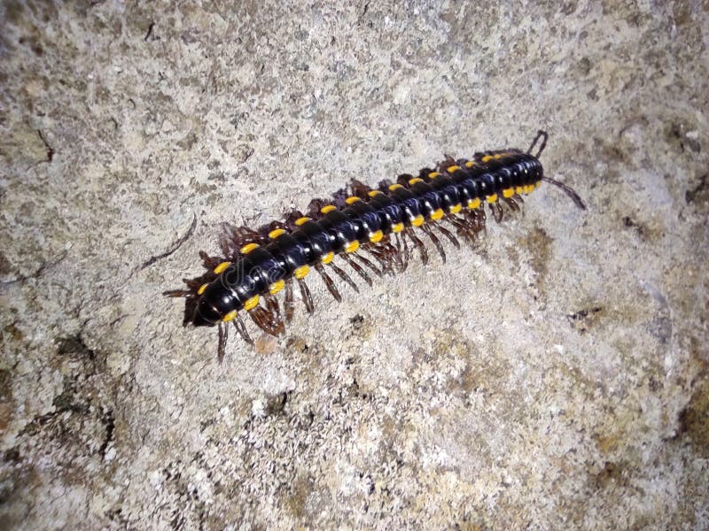 A Large Black and Yellow Striped Bug is Crawling on a Pile of Rocks ...