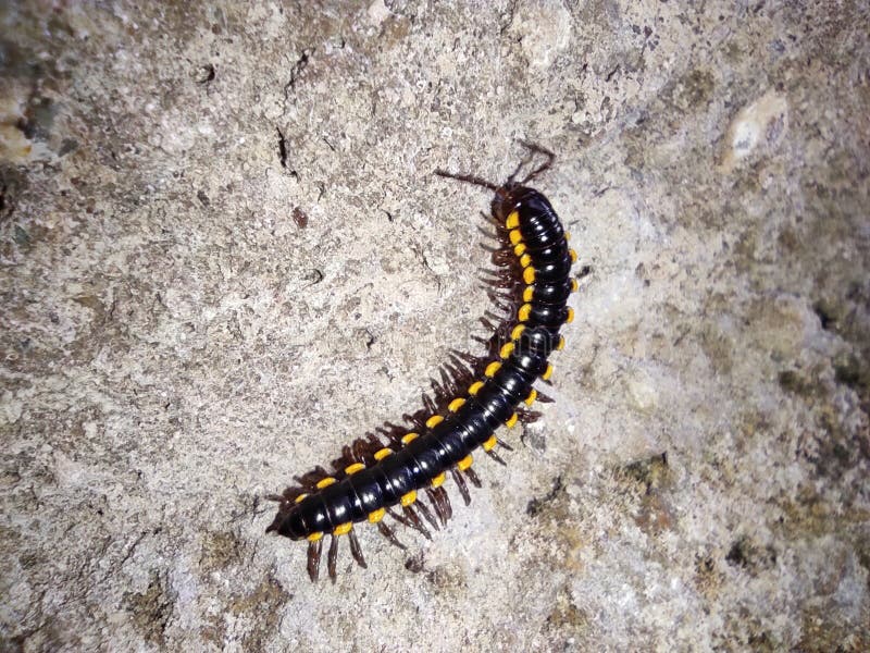Large Black Yellow Striped Bug Crawling Pile Rocks Stock Photos - Free ...