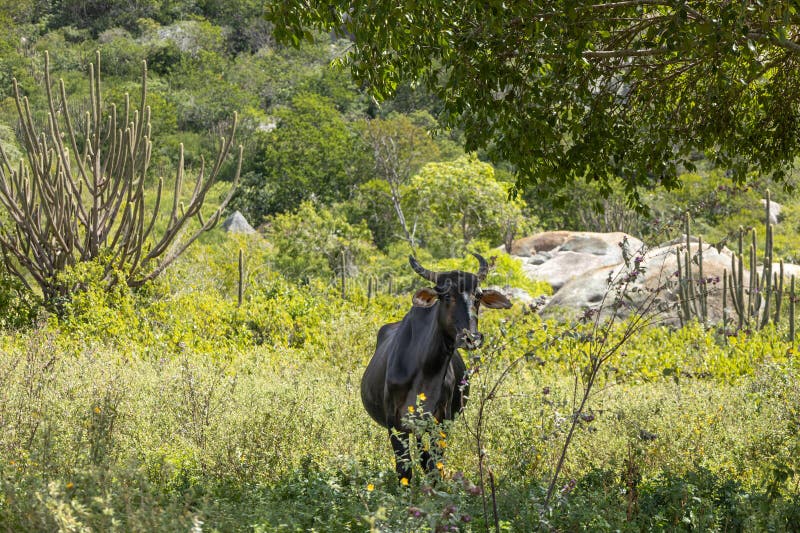 A Large, Black Zebu with Horns Staring at the Camera, in the Middle of ...