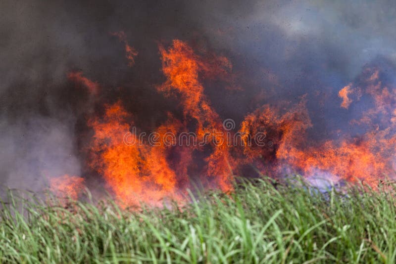 Blazing Fire Crops stock image. Image of blaze, fire - 27881367