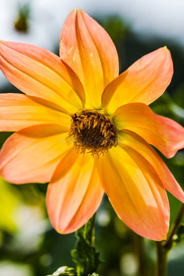Large Bloomed Colorful Dahlias Stock Photo - Image of springtime ...