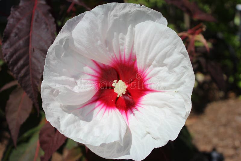 Large Blooming Hibiscus Flower Stock Photo - Image of plant, petals ...