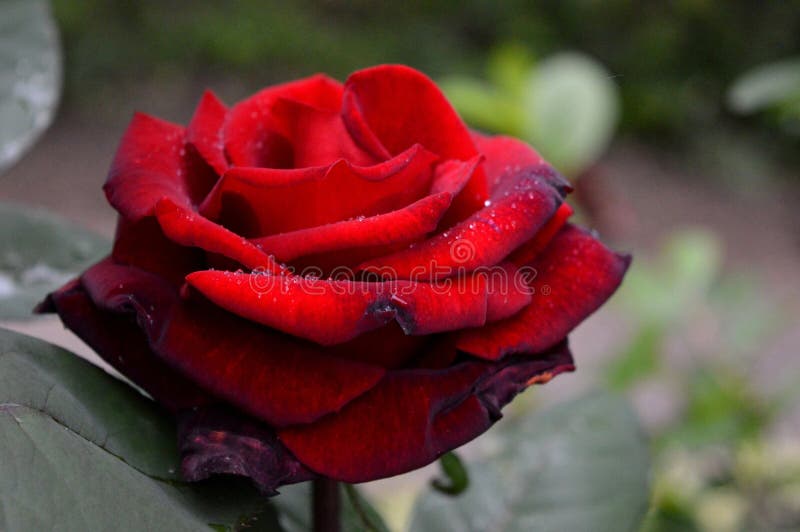 Large blooming red rose stock image. Image of petal - 285147203