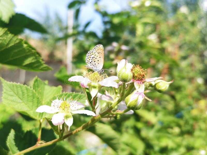 Large Blue Butterfly stock image. Image of blossom, decorative - 117724149