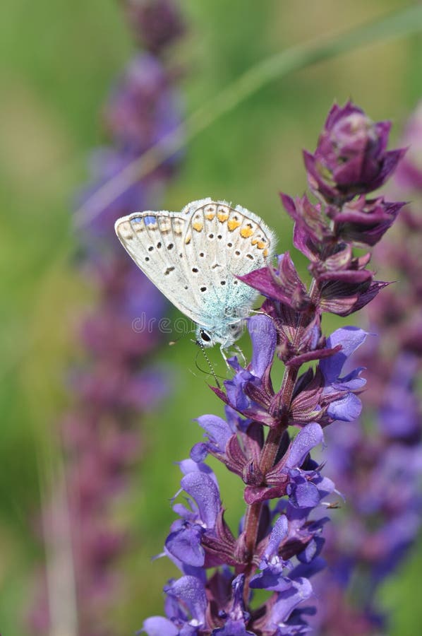 Large Blue Butterfly stock image. Image of flower, flowerbed - 117168241