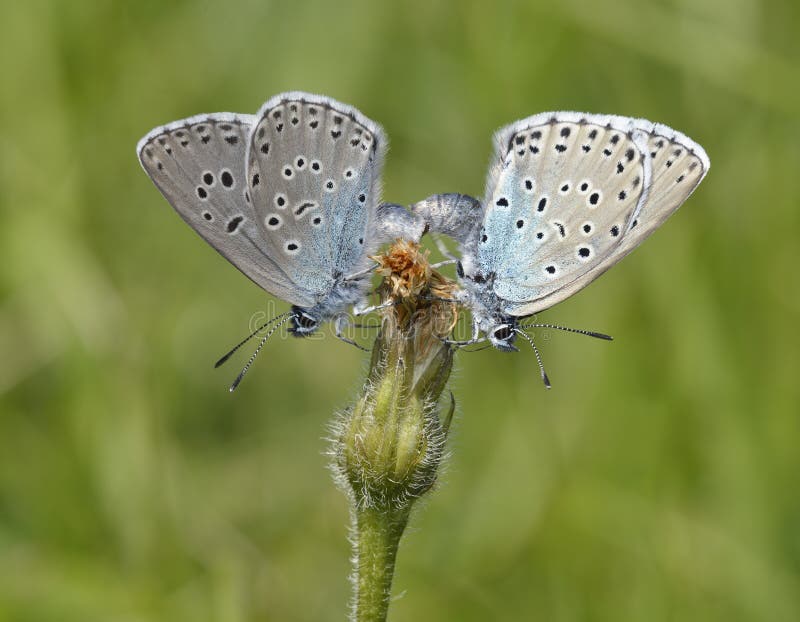Large Blue Butterfly stock photo. Image of reintroduced - 41858626