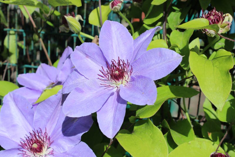 Large Blue Clematis Flowers and Green Leaves, Stock Image - Image of ...