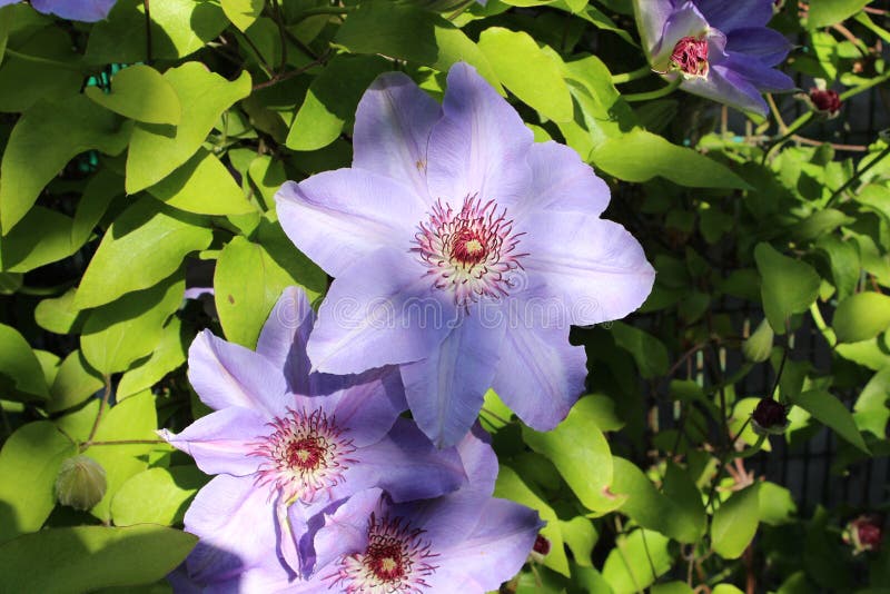 Large Blue Clematis Flowers and Green Leaves, Stock Image - Image of ...