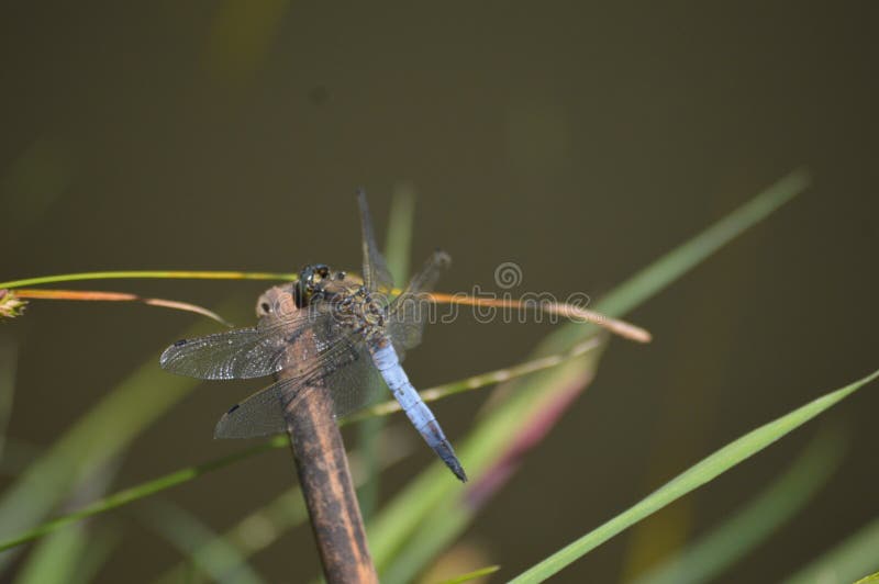 Large Blue Dragonfly on a Plant Stock Photo - Image of insect, large ...