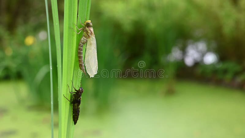 Large Blue Emperor Dragonfly is Emerging from a Nymph in a Garden Pond ...