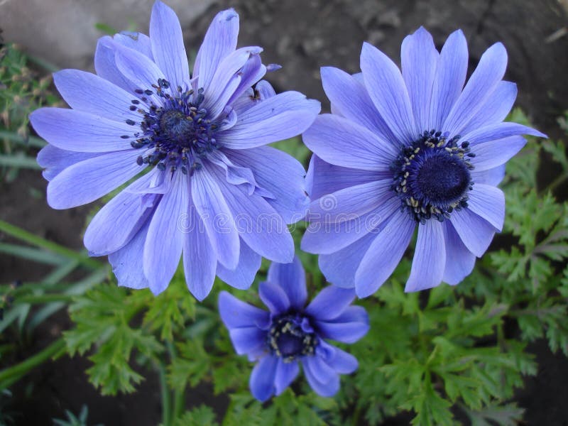 Large Blue Flowers in the Garden Stock Photo - Image of green, blue ...