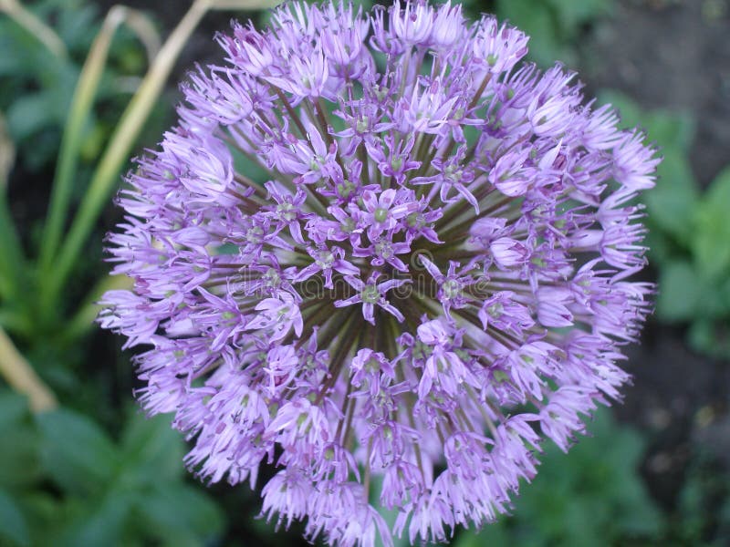 Large Blue Flowers in the Garden Stock Image - Image of element, hand ...