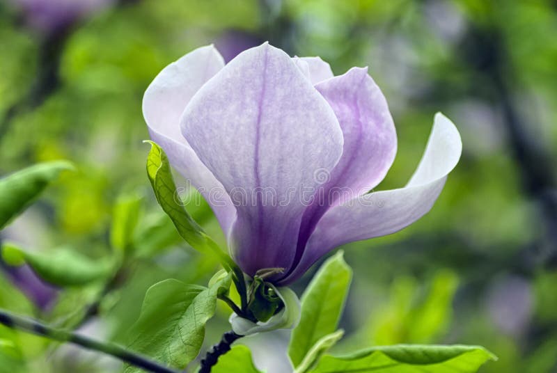 A Large Blue Magnolia Flower among the Leaves. Stock Image - Image of ...