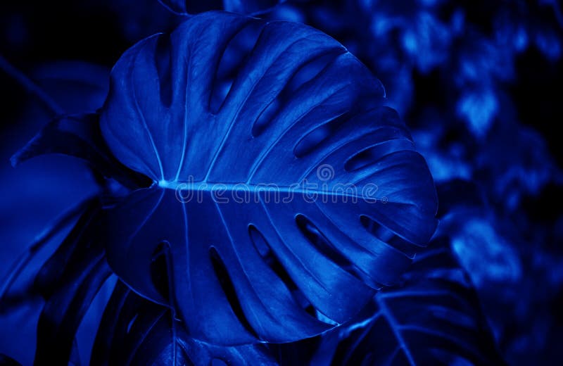 Blue Monstera Leaf on a Pink Background. Flat Lay, Top View Stock Photo ...