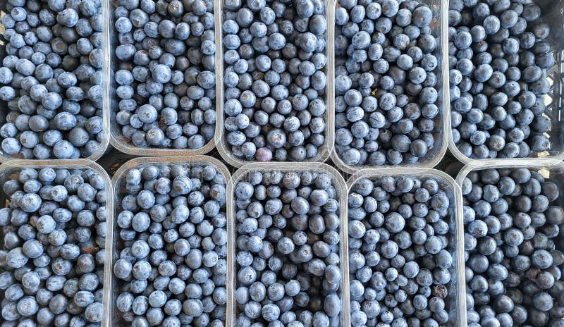 Large Blueberries in Containers on the Store Counter. Stock Photo ...