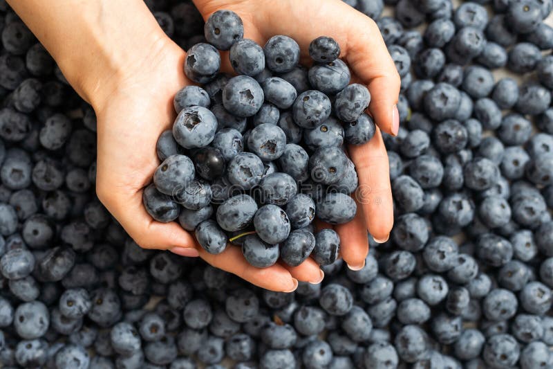 Large Blueberry in Female Hands Stock Photo - Image of food, diet ...
