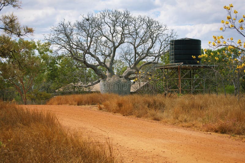 Boab Tree, Kimberly, Australia Stock Photo - Image of large, park: 5793186