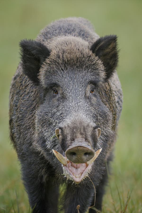 Large boar stock photo. Image of hardy, running, boar - 65785904