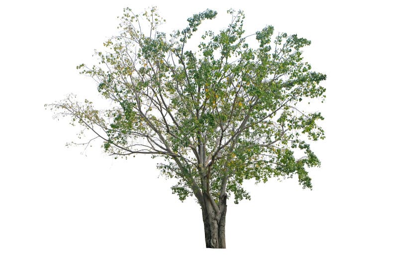 Large Bodhi Tree (Bo Tree, Pipal Tree,Peepul Tree,Sacred Tree,Sacred ...