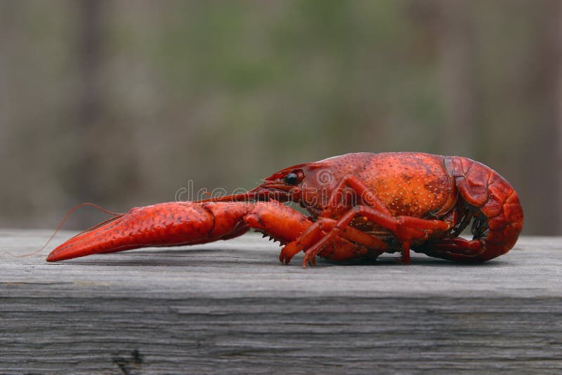 Large Boiled Crawfish stock photo. Image of seasoned, louisiana - 490628