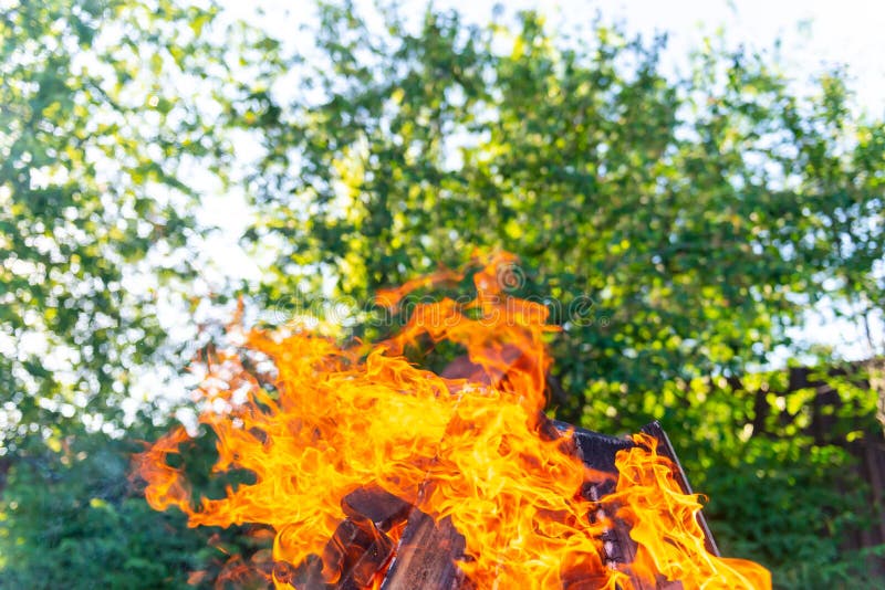 Large Bonfire on the Background of Trees Stock Photo - Image of ...