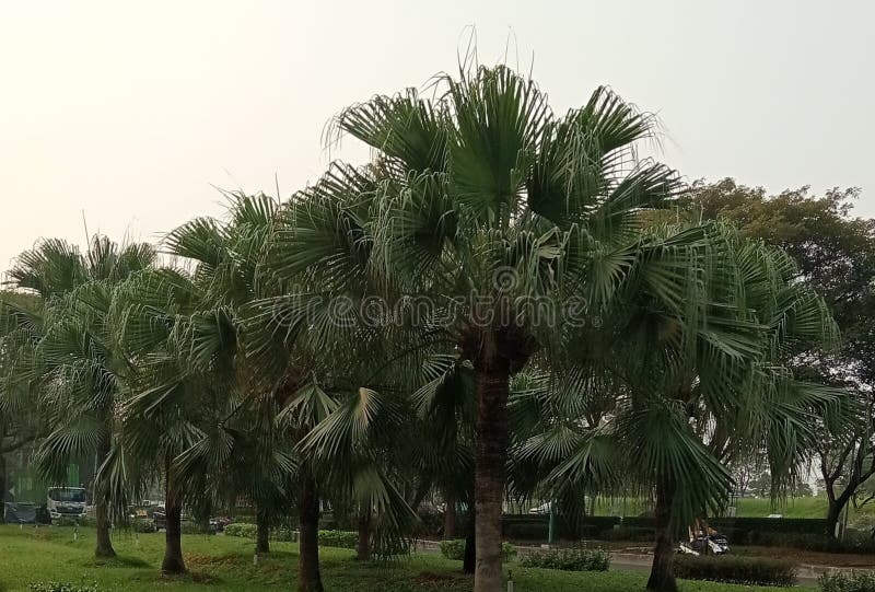 Large Bottle Palm Tree in the Middle of the Garden for Greenery Stock ...