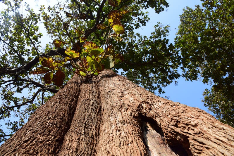 Large Bottle Tree in Dense Forest Sideview Stock Image - Image of green ...