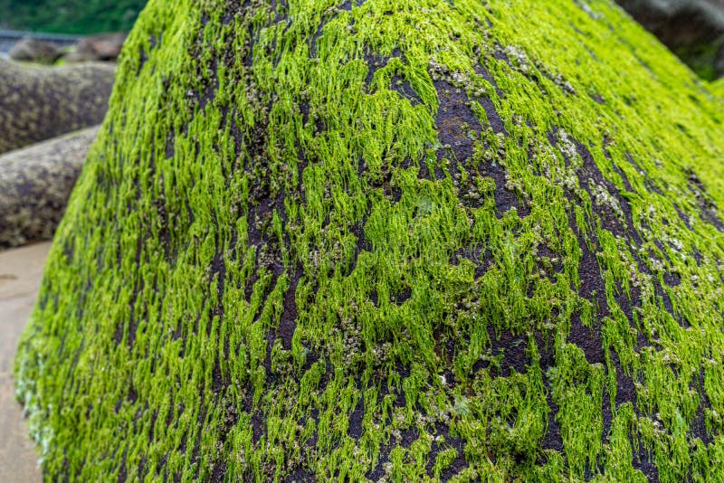 Large Boulder Covered with Green Algae. Green Algae on the Stone Stock ...