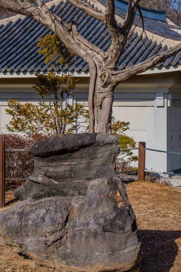 Large Boulder in Front of Tree Stock Image - Image of park, mountain ...