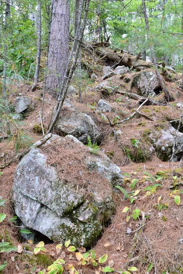 Large Boulders Covered in Pine Needles Along Red Pine Loop Trail at ...