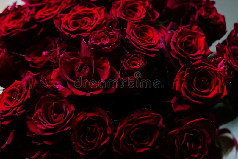 A Large Bouquet of Beautiful Red Roses. Stock Image - Image of petal ...