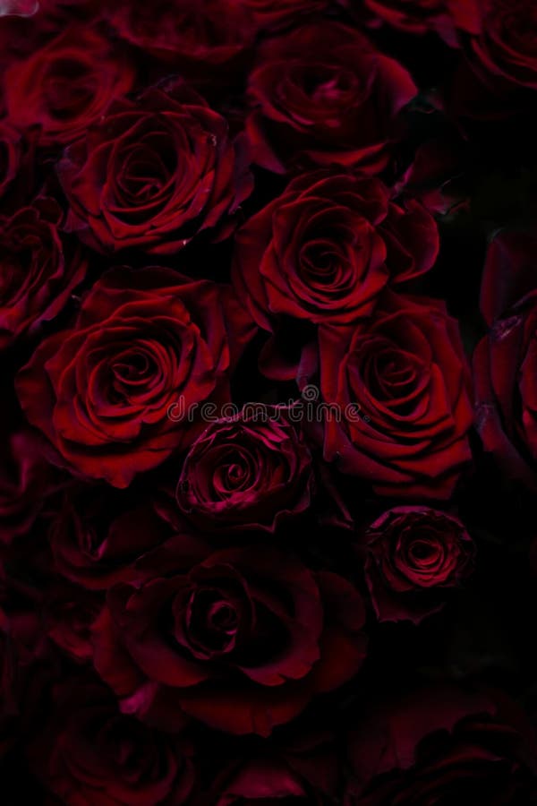 A Large Bouquet of Beautiful Red Roses. Stock Photo - Image of ...