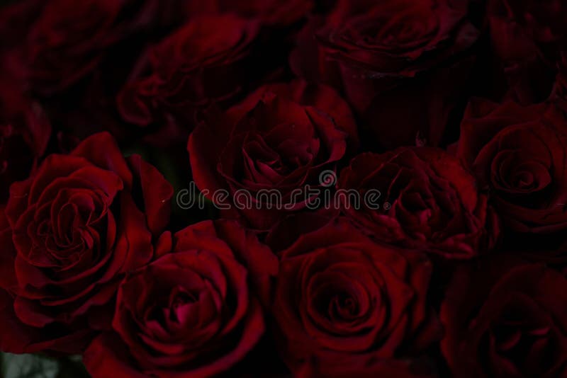 A Large Bouquet of Beautiful Red Roses. Stock Image - Image of ...