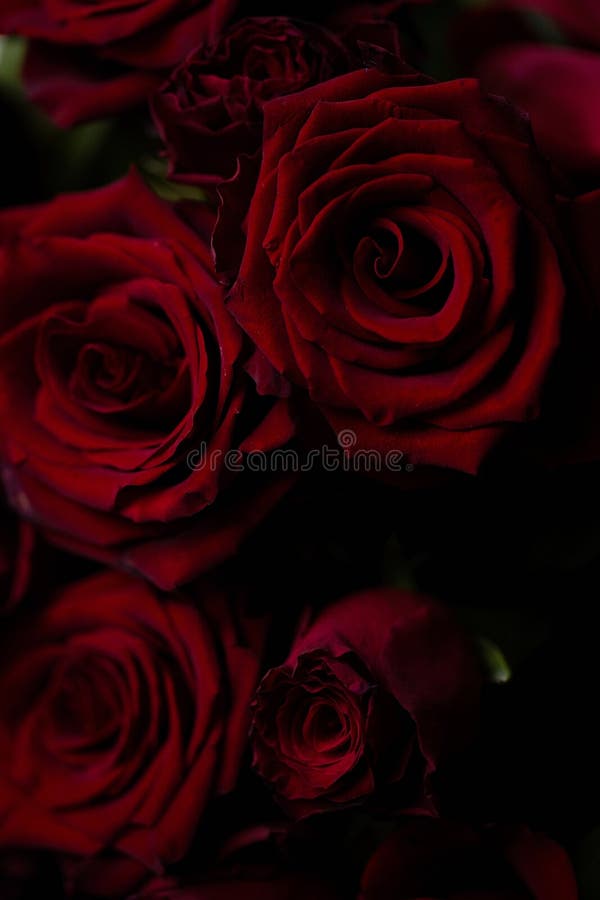 A Large Bouquet of Beautiful Red Roses. Stock Image - Image of woman ...
