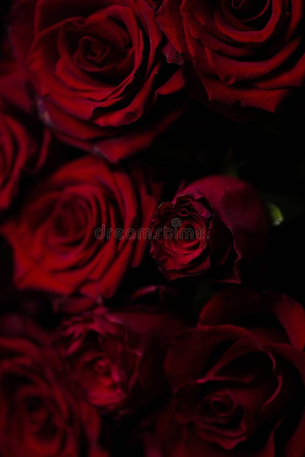 A Large Bouquet of Beautiful Red Roses. Stock Photo - Image of holiday ...