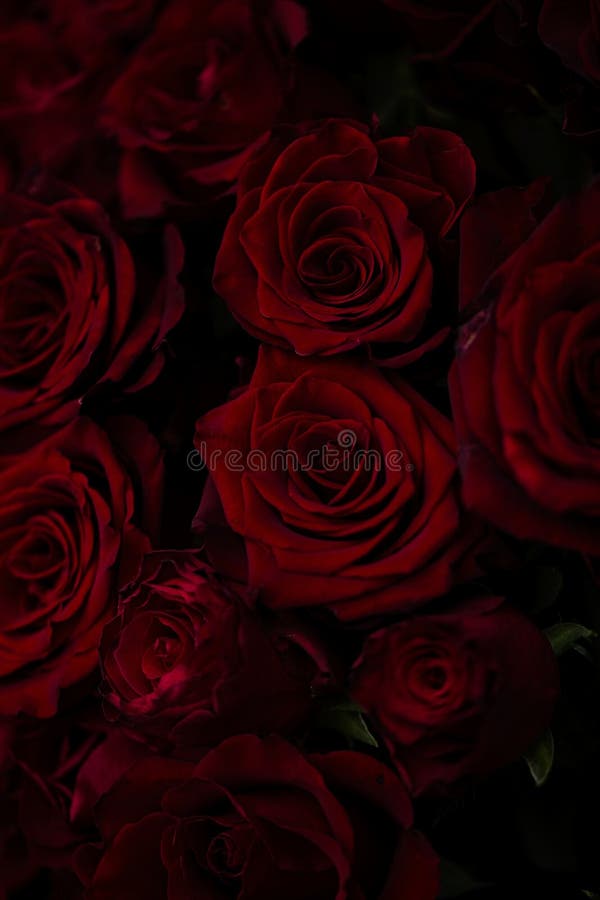 A Large Bouquet of Beautiful Red Roses. Stock Image - Image of closeup ...