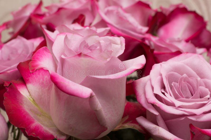 Large Bouquet of Fresh Red Roses in a Vase Stock Photo - Image of ...