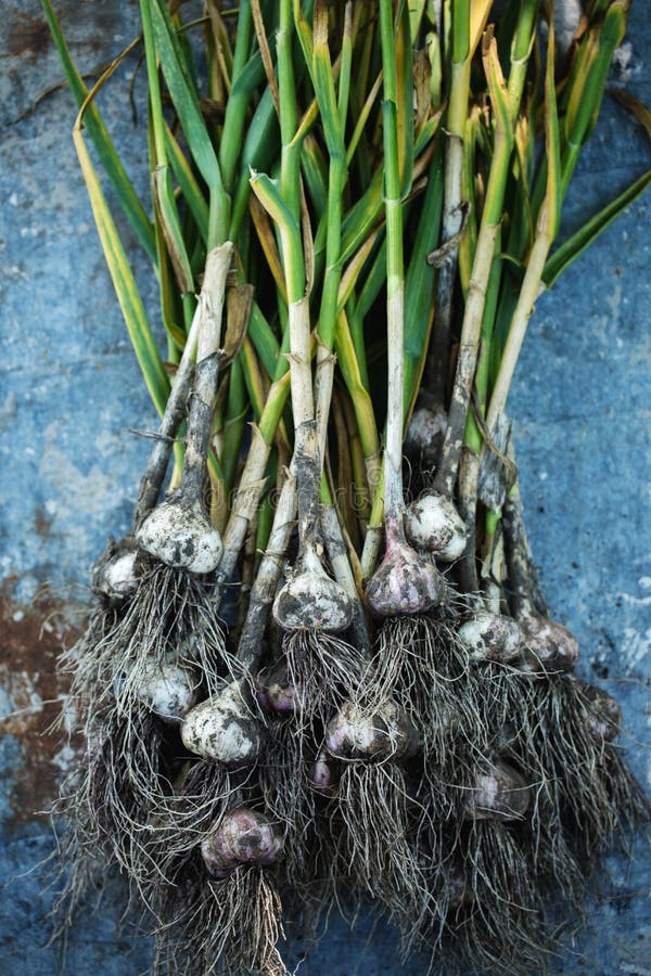 Garlic with roots stock image. Image of green, life - 141655689