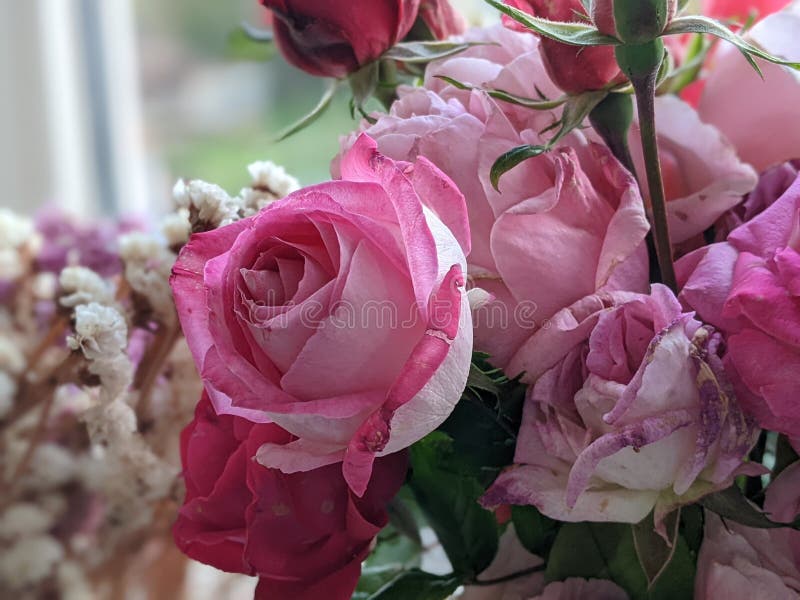A Large Bouquet of Pink Roses Stock Photo - Image of decoration, pink ...