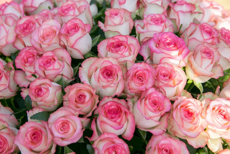A Large Bouquet of Pink Roses Stock Photo - Image of dvor, large: 183374246