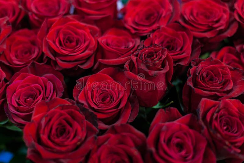 Large bouquet of red roses stock image. Image of love - 89312299