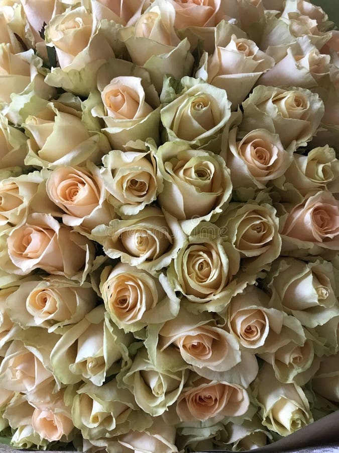 Many roses stock image. Image of cream, white, wedding - 148397157