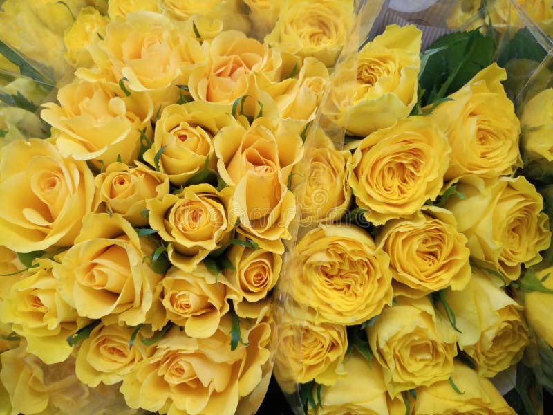 Soft delicate yellow roses stock image. Image of soft - 110146905