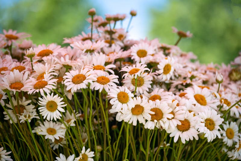 Large Bouquet of White Daisy Flowers in a Vase Stock Photo - Image of ...