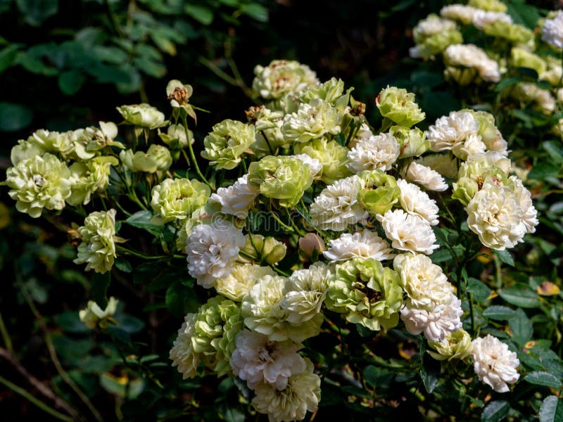 Large Bouquet of White Roses in the Planting Area Stock Image - Image ...
