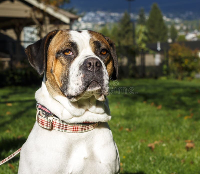 Large Boxer Dog stock image. Image of bark, mastif, woof - 86714781