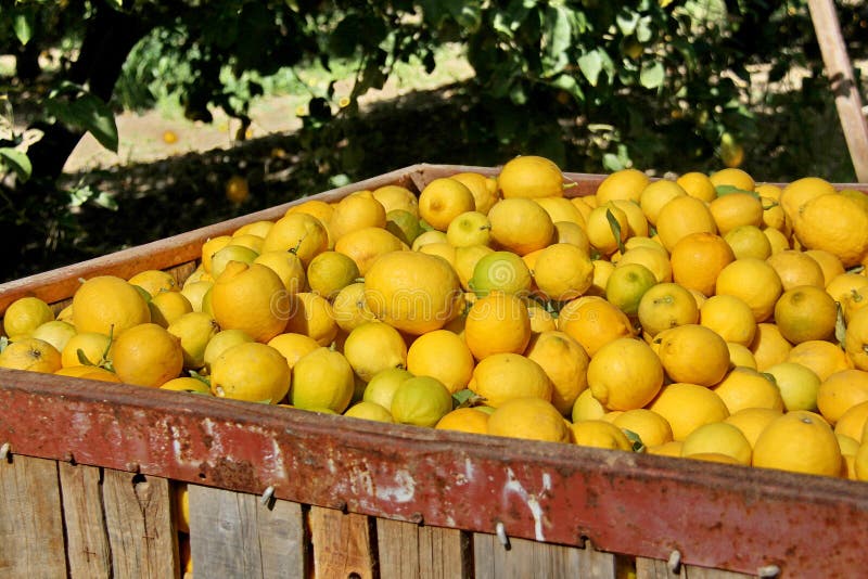 Large Boxes Filled with Lemons Stock Image - Image of delicious, lemon ...