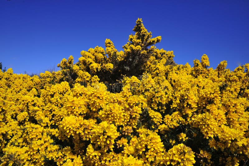 Large bracken bush stock photo. Image of environment, gaudy - 5002356