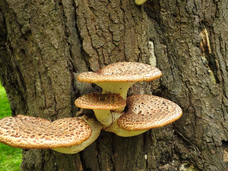Bracket Fungus Growing on a Tree Trunk Stock Image - Image of large ...