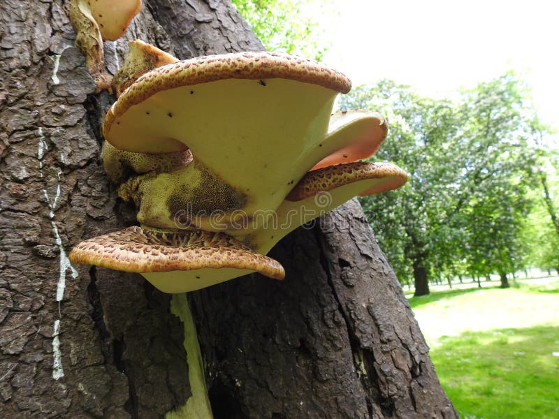 Bracket Fungus Growing on a Tree Trunk Stock Photo - Image of growth ...